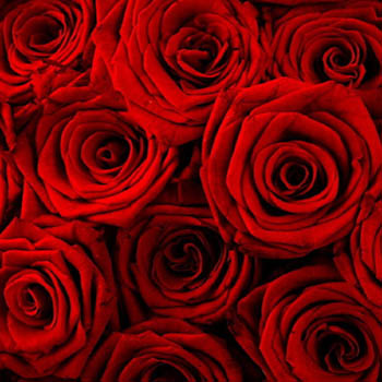 Secret Garden Florist Northampton Online or 01604 767687